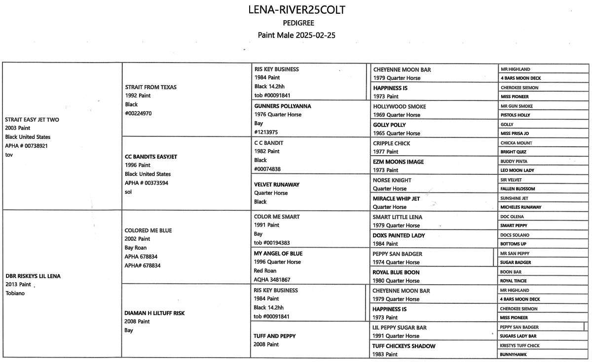 Bay Roan Colt With a World Class Pedigree & At a Budget Price.