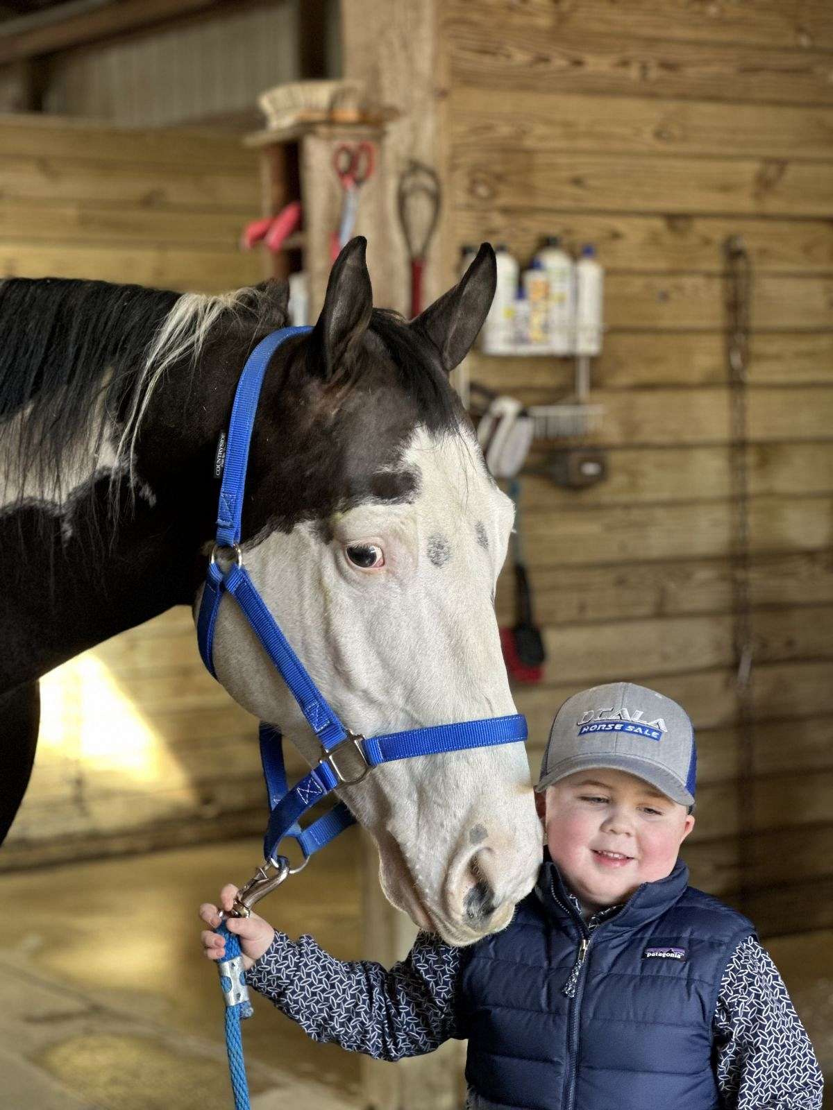 Double Registered Paint/Pinto Gelding Best Horse Money Can Buy