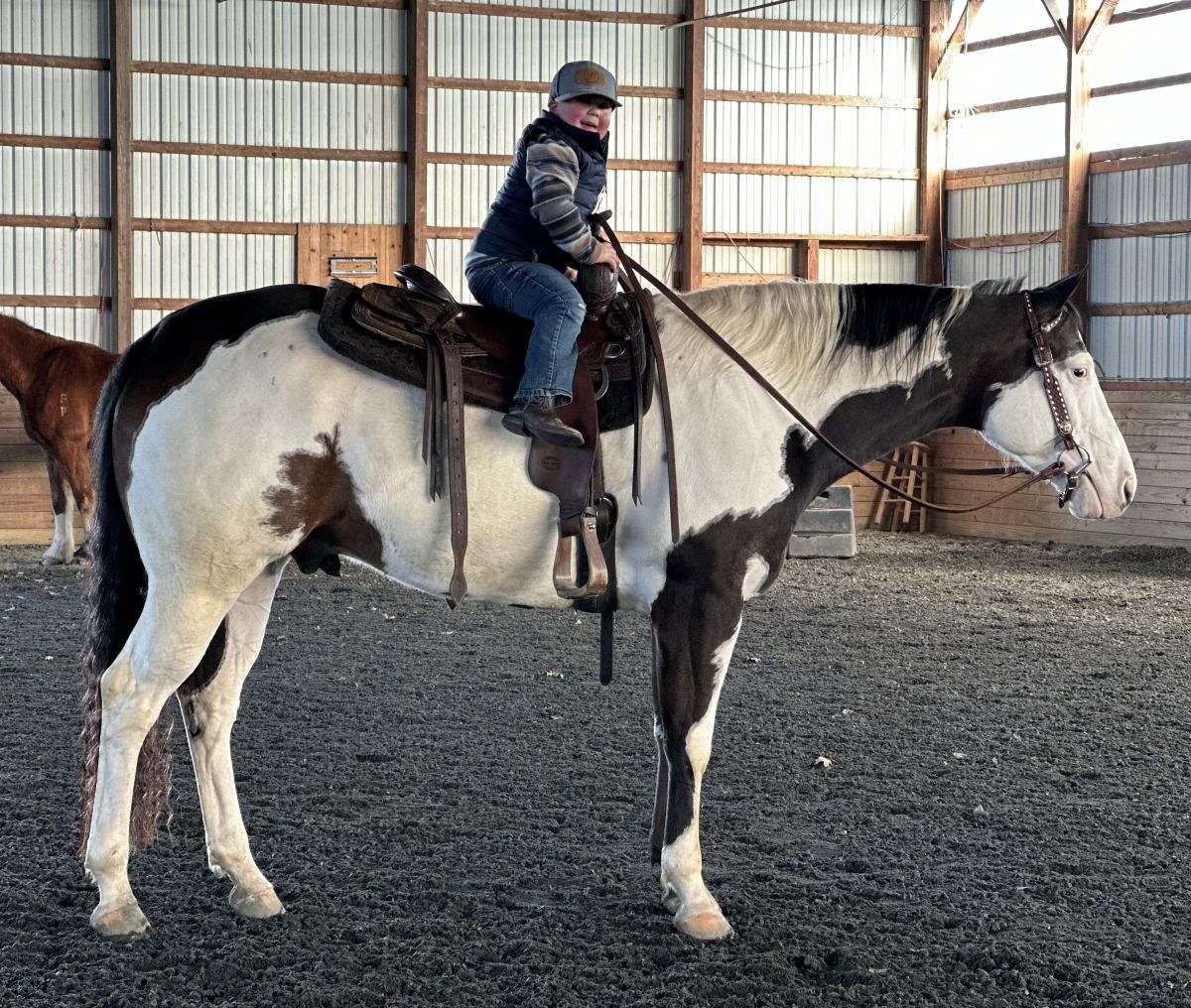 Double Registered Paint/Pinto Gelding Best Horse Money Can Buy