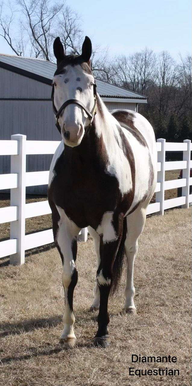 Double Registered Paint/Pinto Gelding Best Horse Money Can Buy