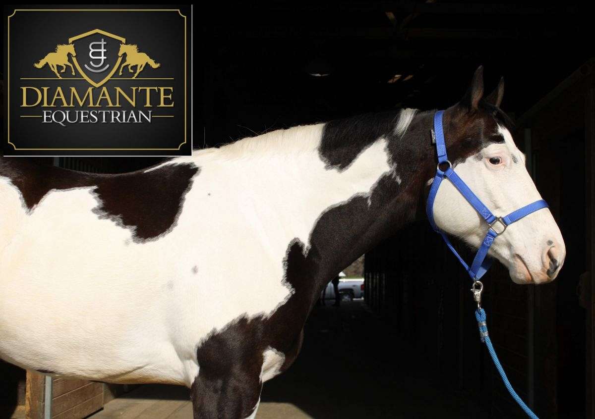 Double Registered Paint/Pinto Gelding Best Horse Money Can Buy