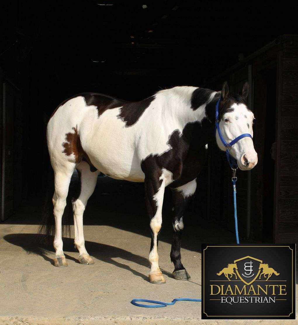 Double Registered Paint/Pinto Gelding Best Horse Money Can Buy