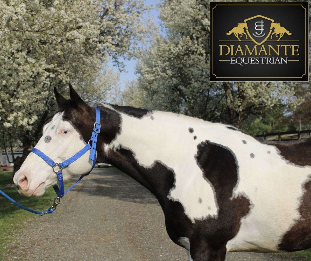 Double Registered Paint/Pinto Gelding Best Horse Money Can Buy