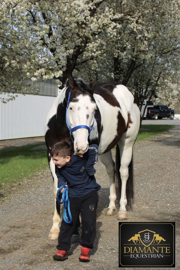 Double Registered Paint/Pinto Gelding Best Horse Money Can Buy