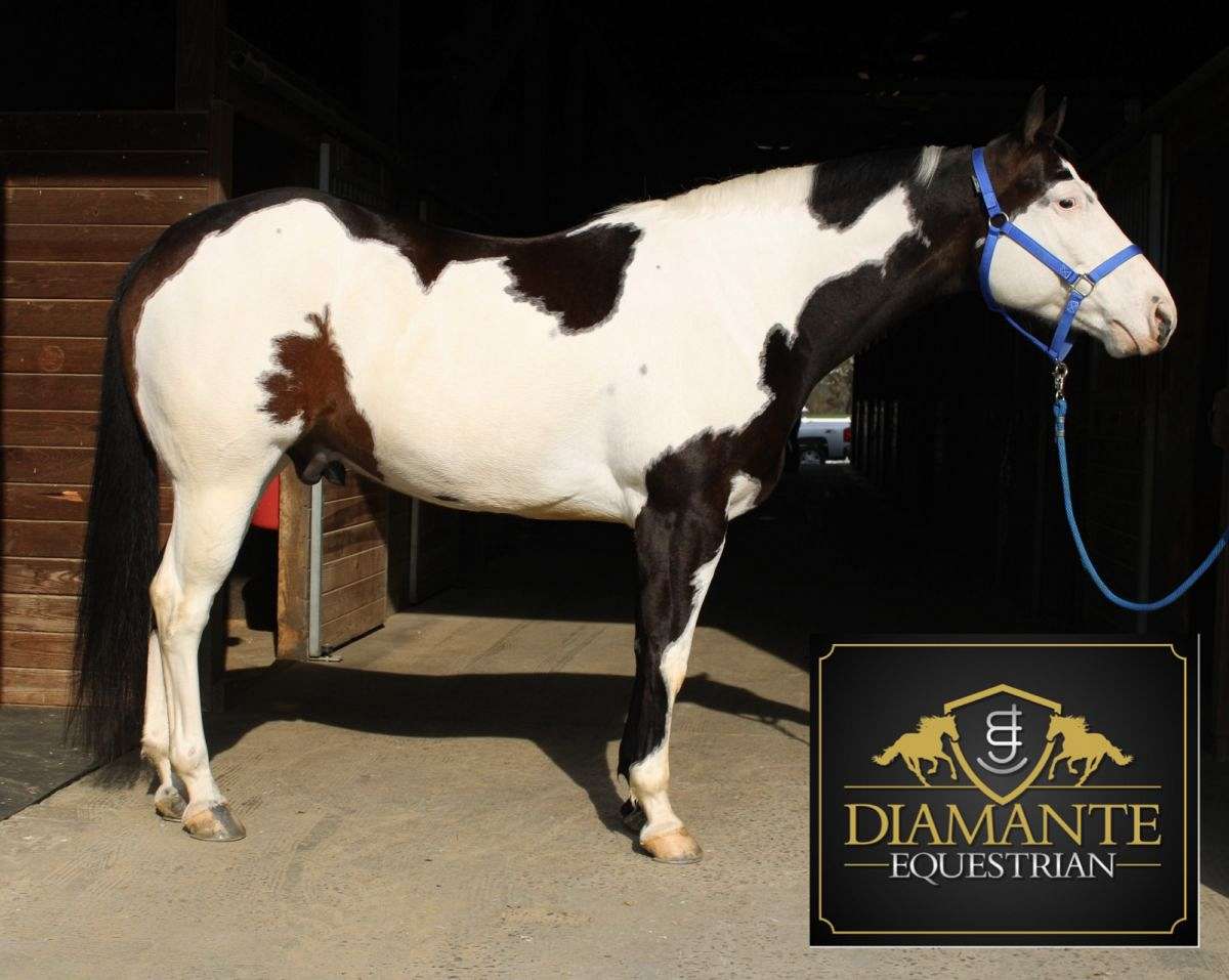 Double Registered Paint/Pinto Gelding Best Horse Money Can Buy