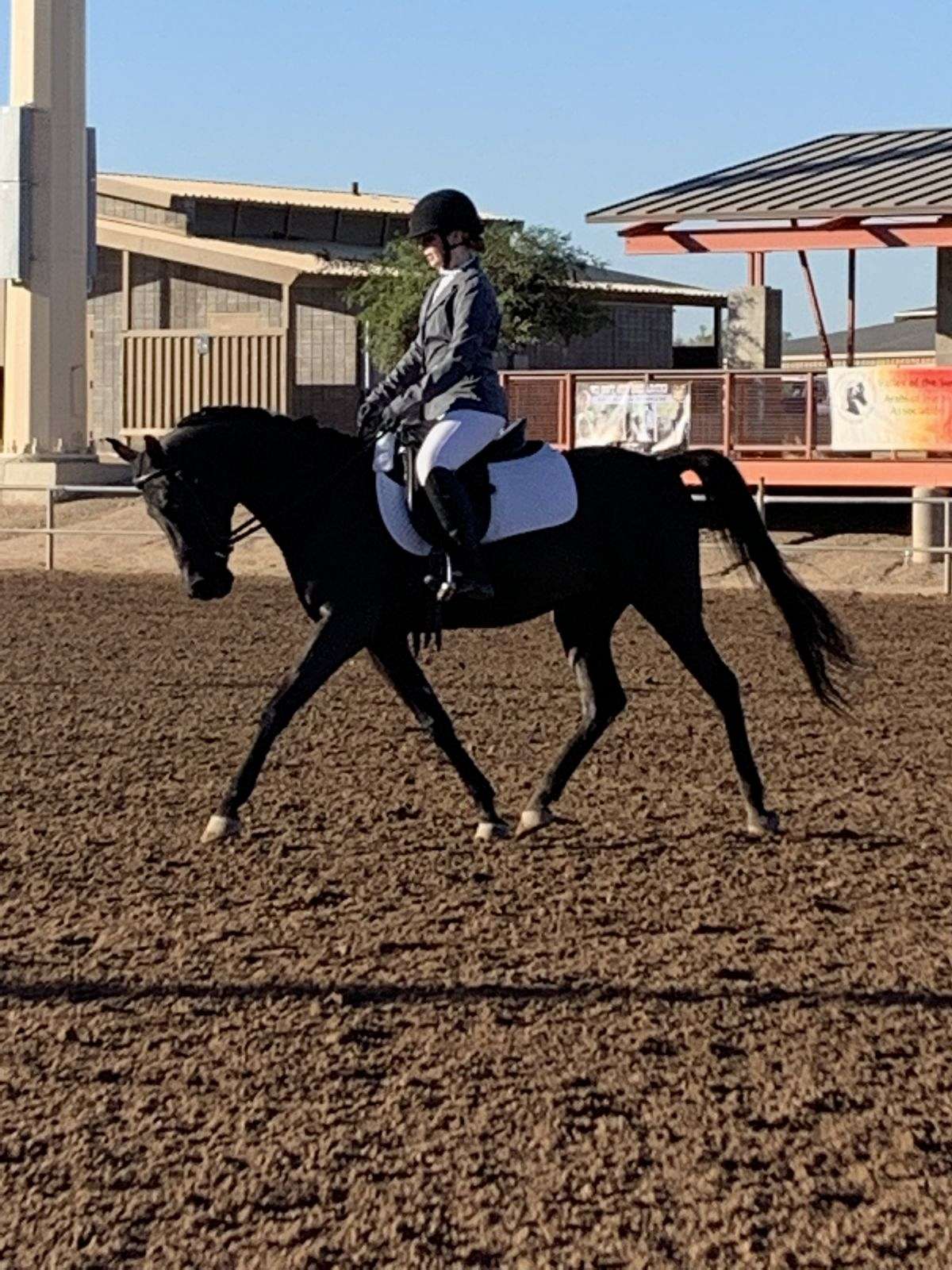 Black Straight Egyptian Arabian Gelding