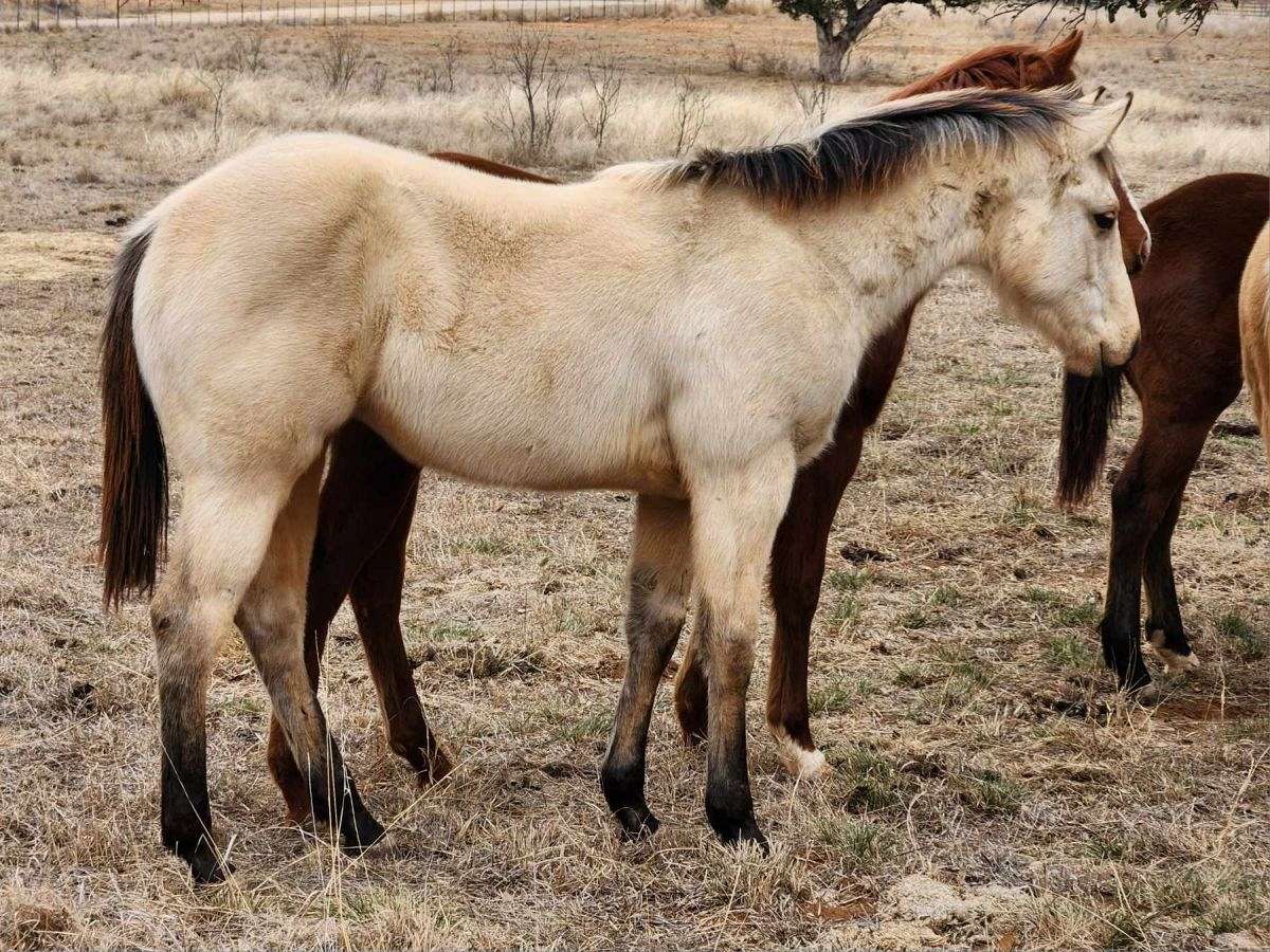 Yearling AQHA Buckskin Filly
