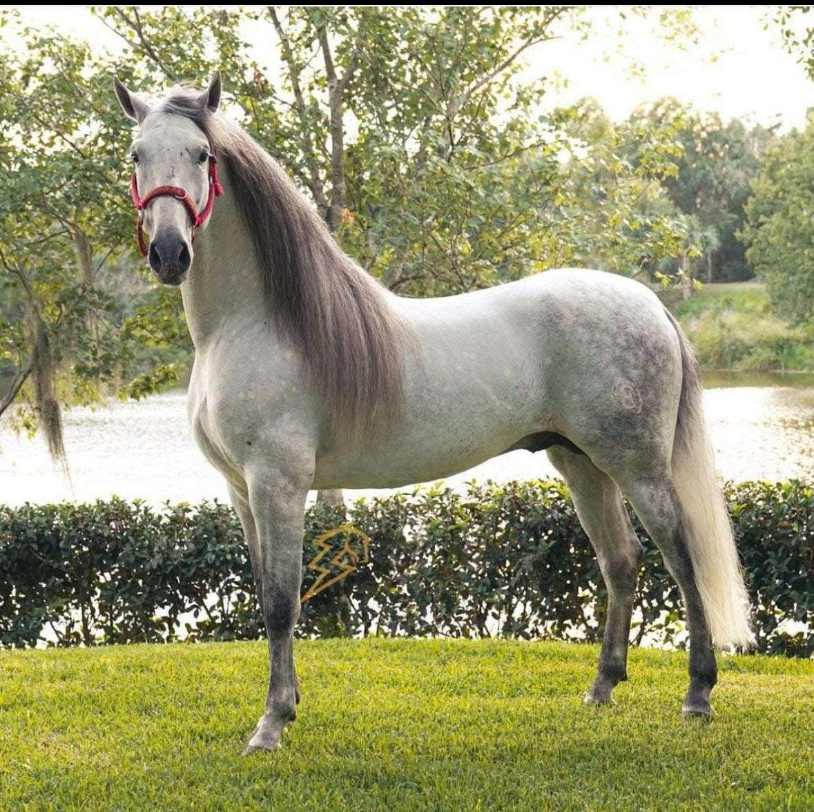 Codiciado De Santiago Stunning Grey Andalusian Stallion for Stud/Maquilas.