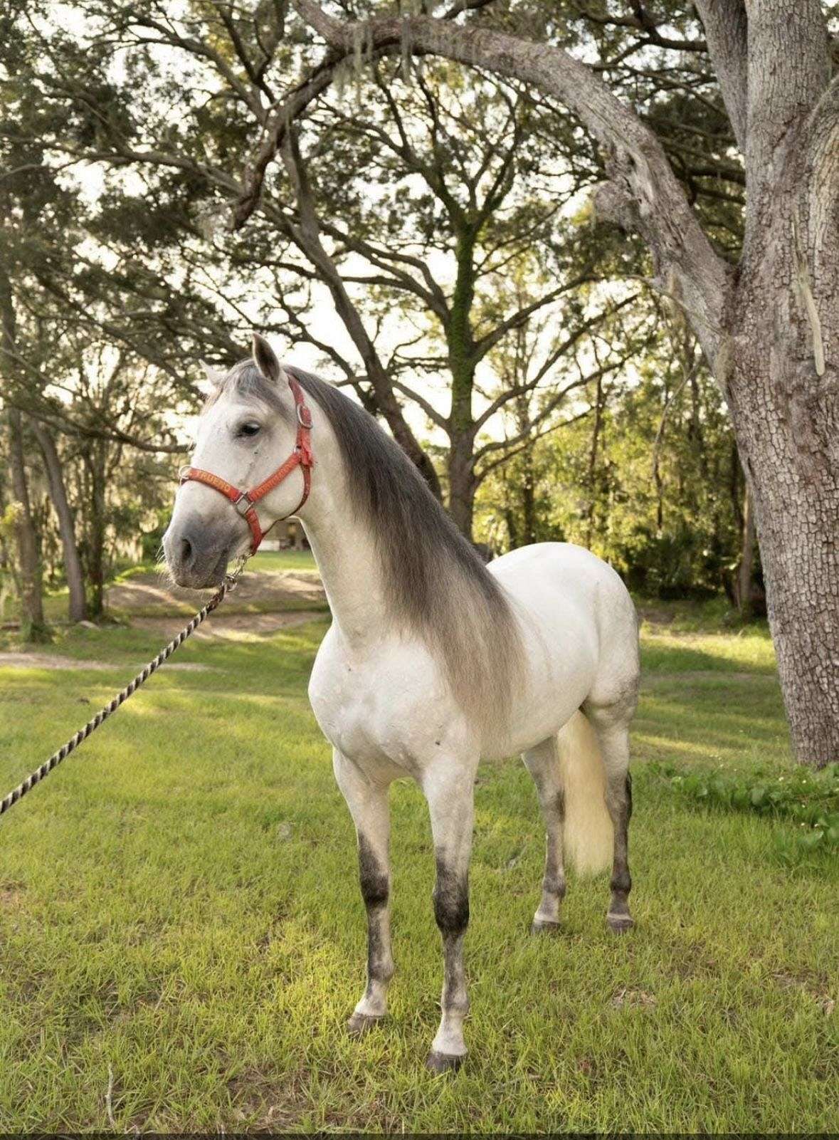 Codiciado De Santiago Stunning Grey Andalusian Stallion for Stud/Maquilas.