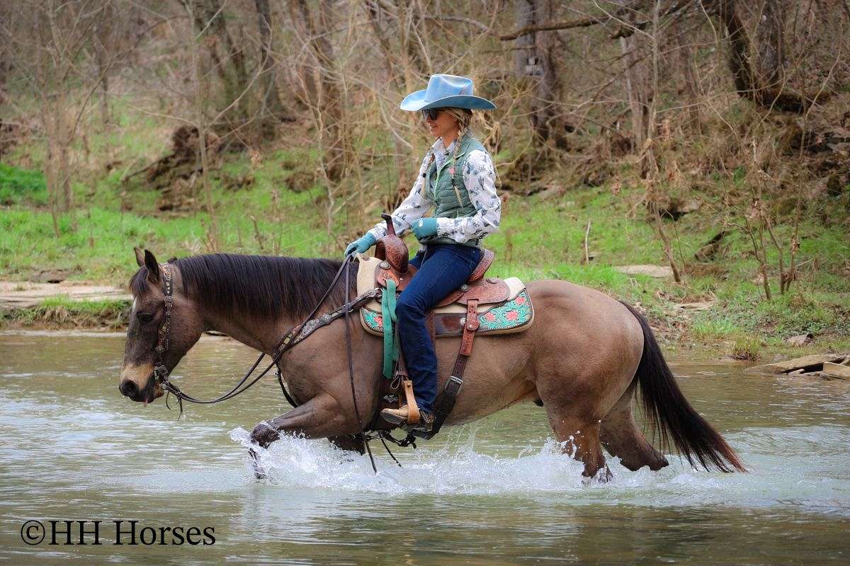Well Broke Buckskin Quarter Horse Gelding, Neck Reins, Trail Rides, Show