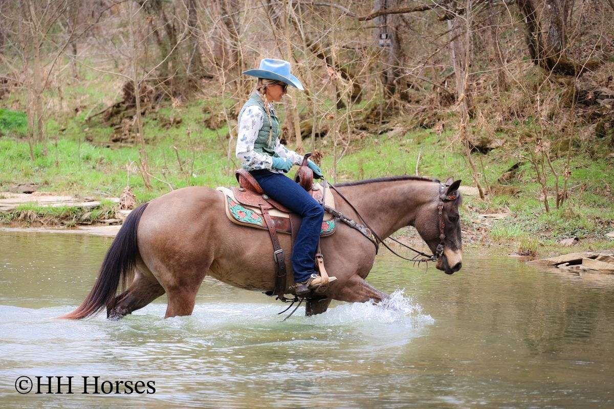 Well Broke Buckskin Quarter Horse Gelding, Neck Reins, Trail Rides, Show