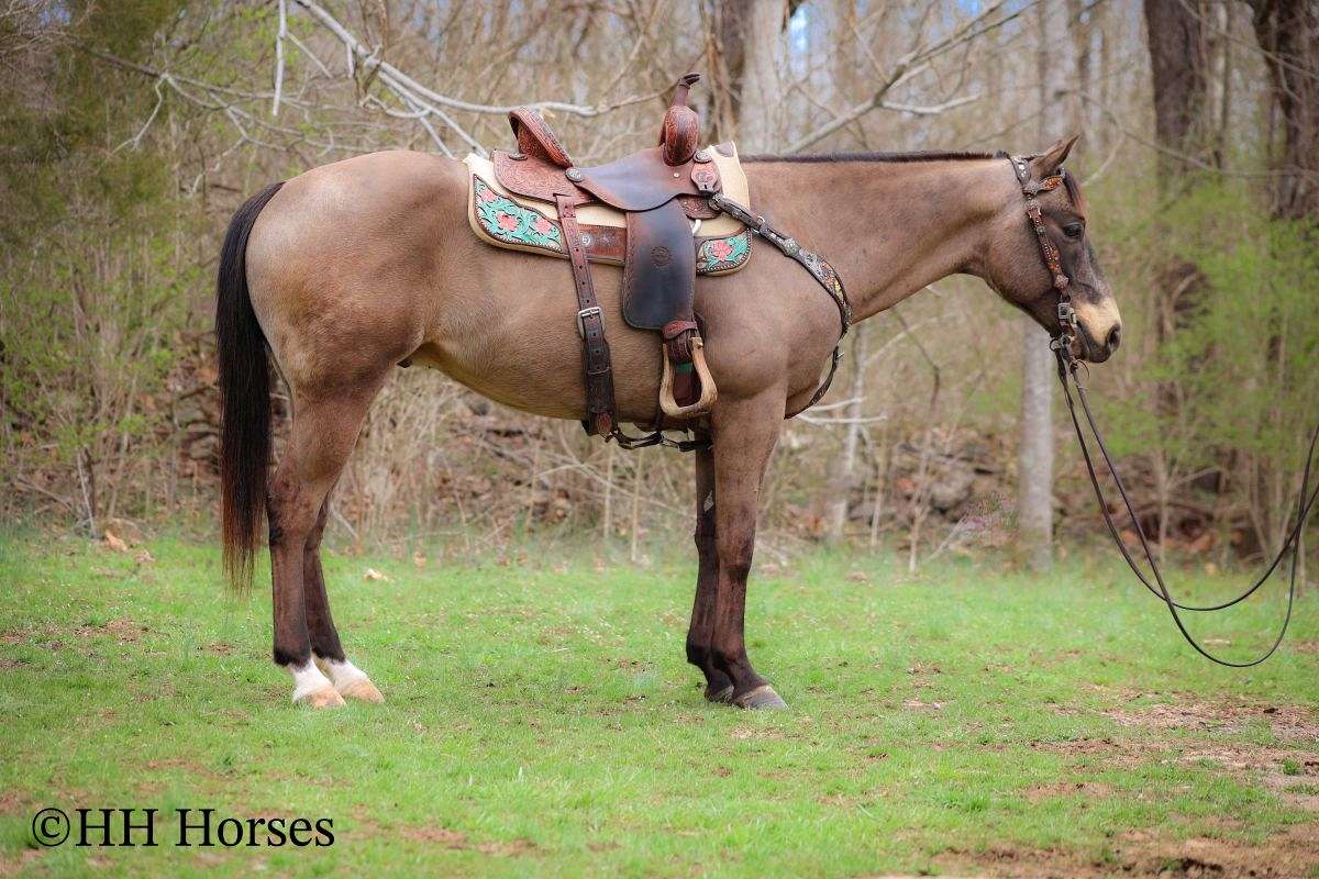 Well Broke Buckskin Quarter Horse Gelding, Neck Reins, Trail Rides, Show