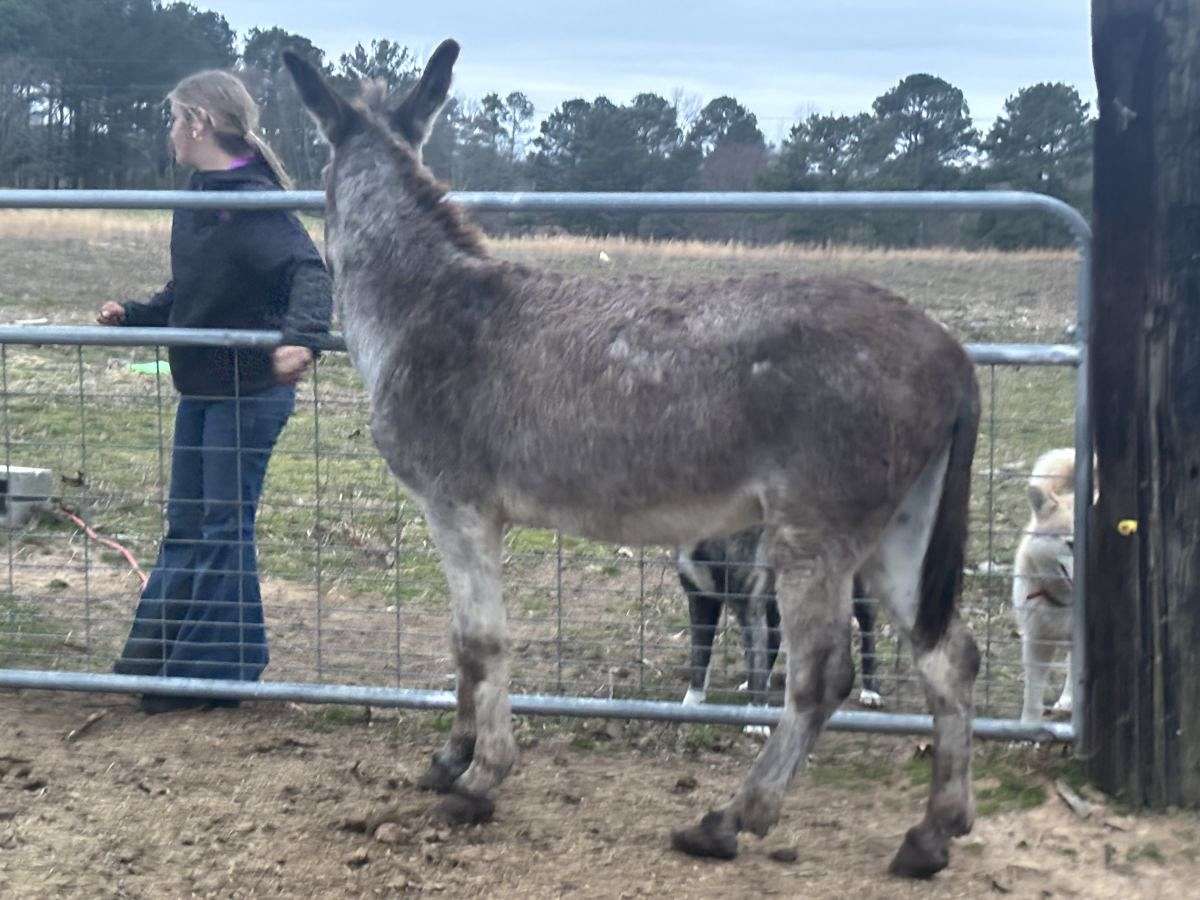 Super Friendly Donkey