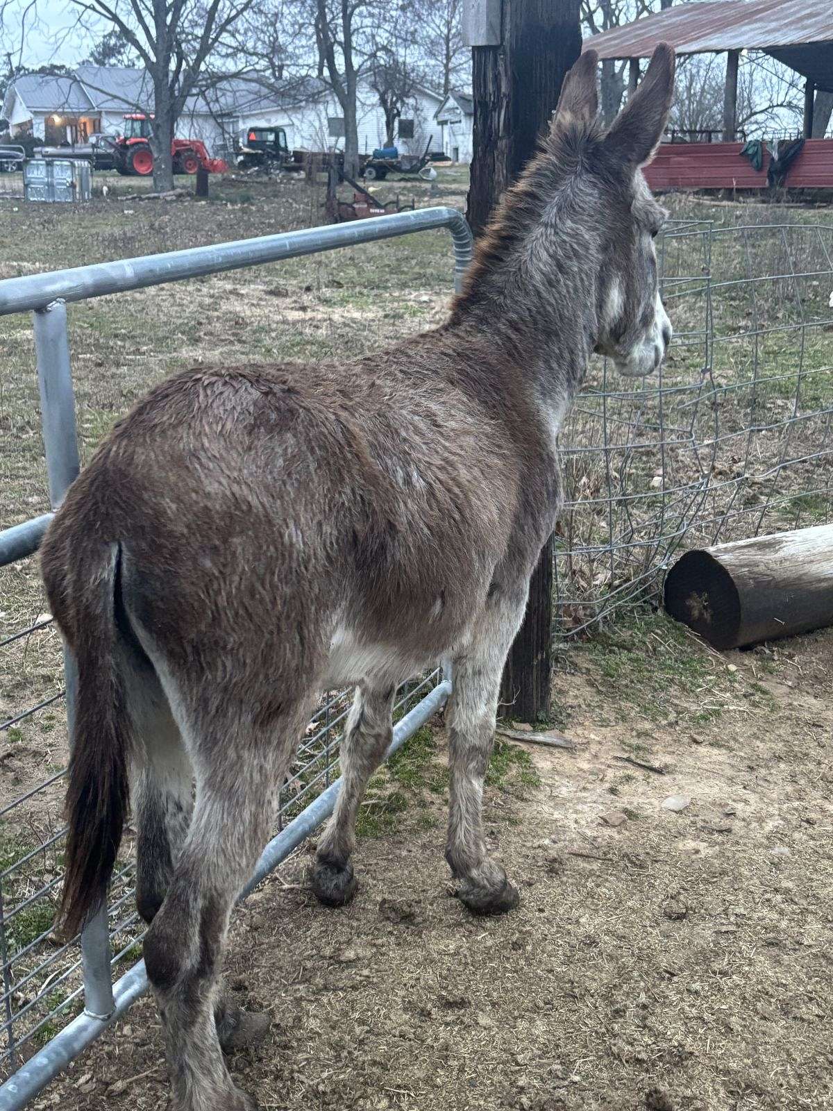 Super Friendly Donkey
