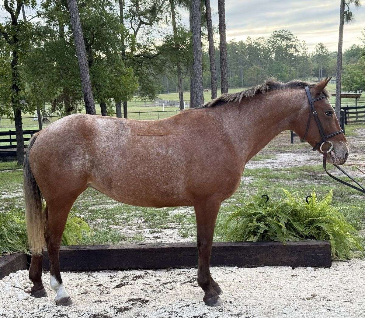 Powerpuff Super Pony--Harmony Bunny--Safe 2019 Medium POA Mare