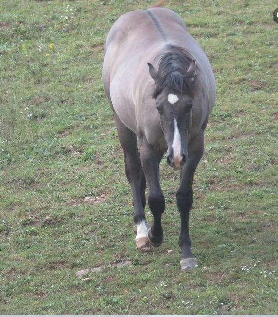 2023 AQHA Grullo Stallion for Herd Sire