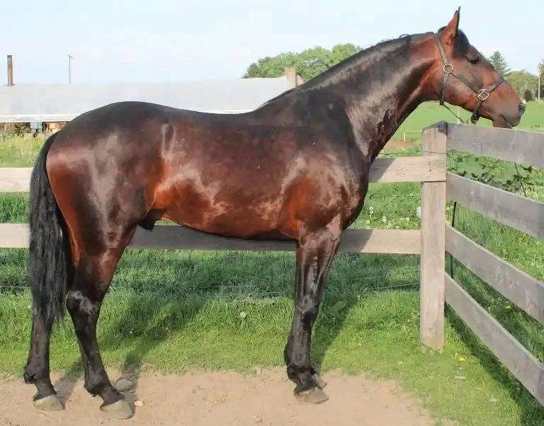 2023 Cleveland Bay Colt: Sa Winston