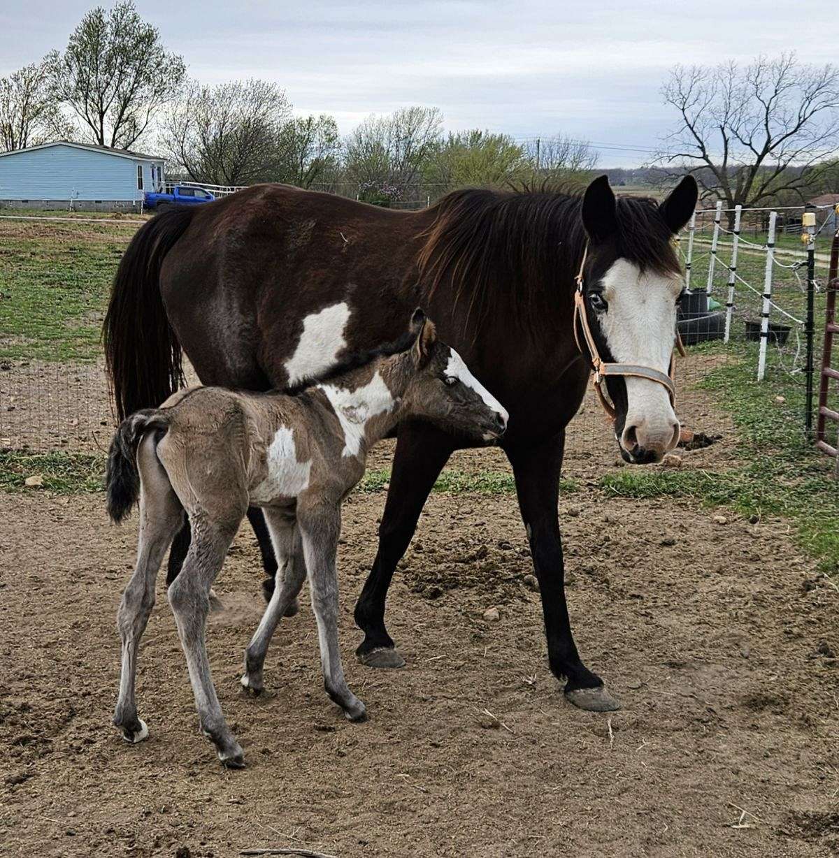 Grulla Overo Colt