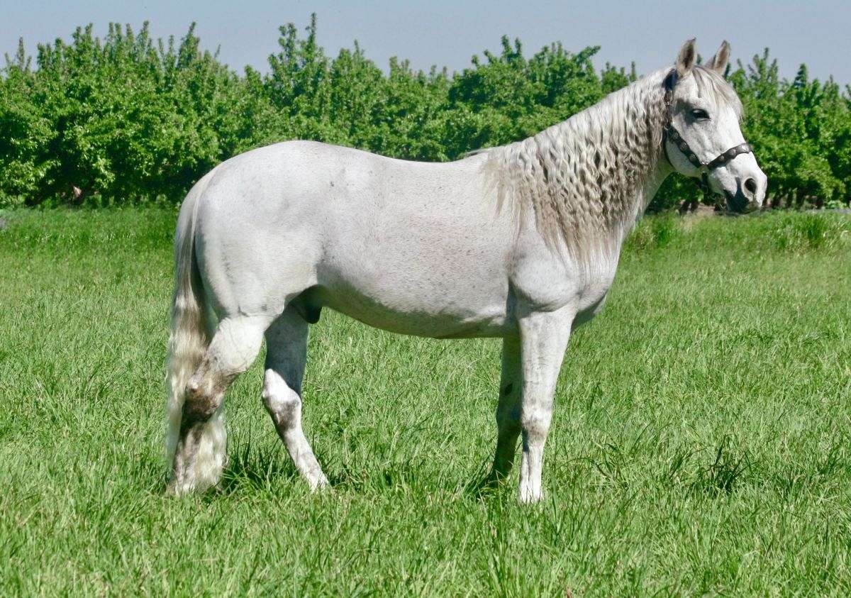 Gorgeous Grey Azteca Gelding. Arena, Trails, Camping, English/Western