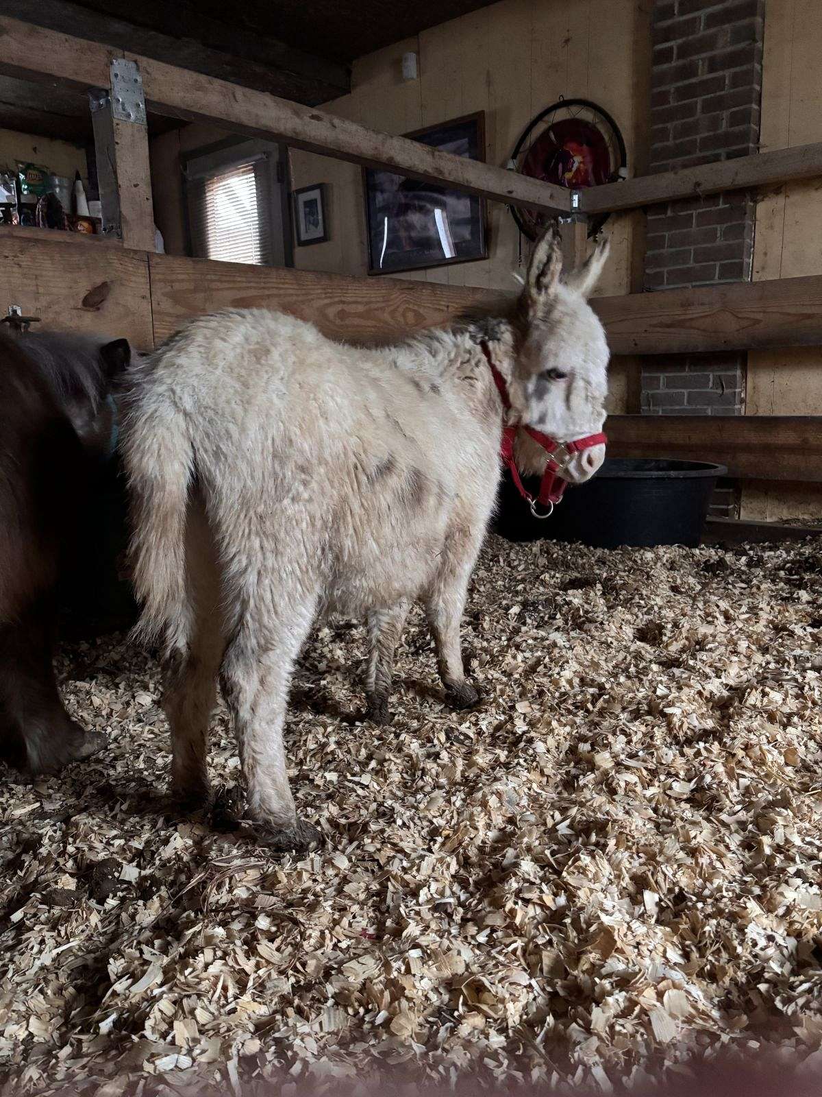 Micro Miniature Donkey