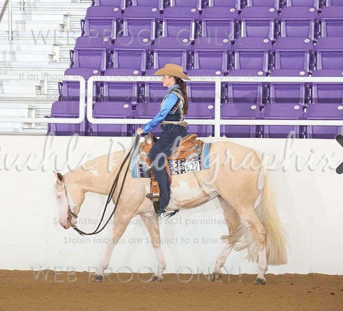 APHA Show Mare / Broodmare