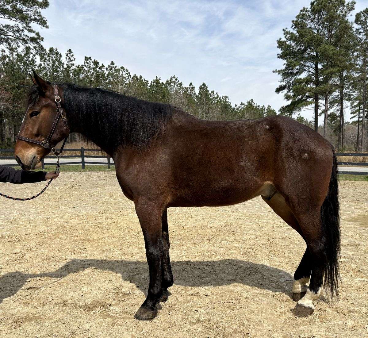 Bay Crossbred Gelding