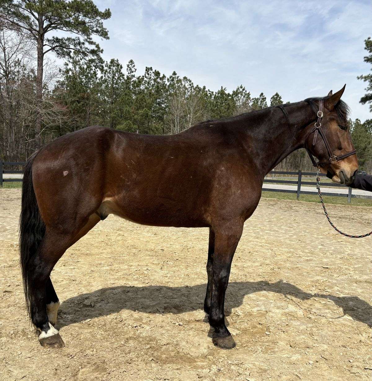 Bay Crossbred Gelding