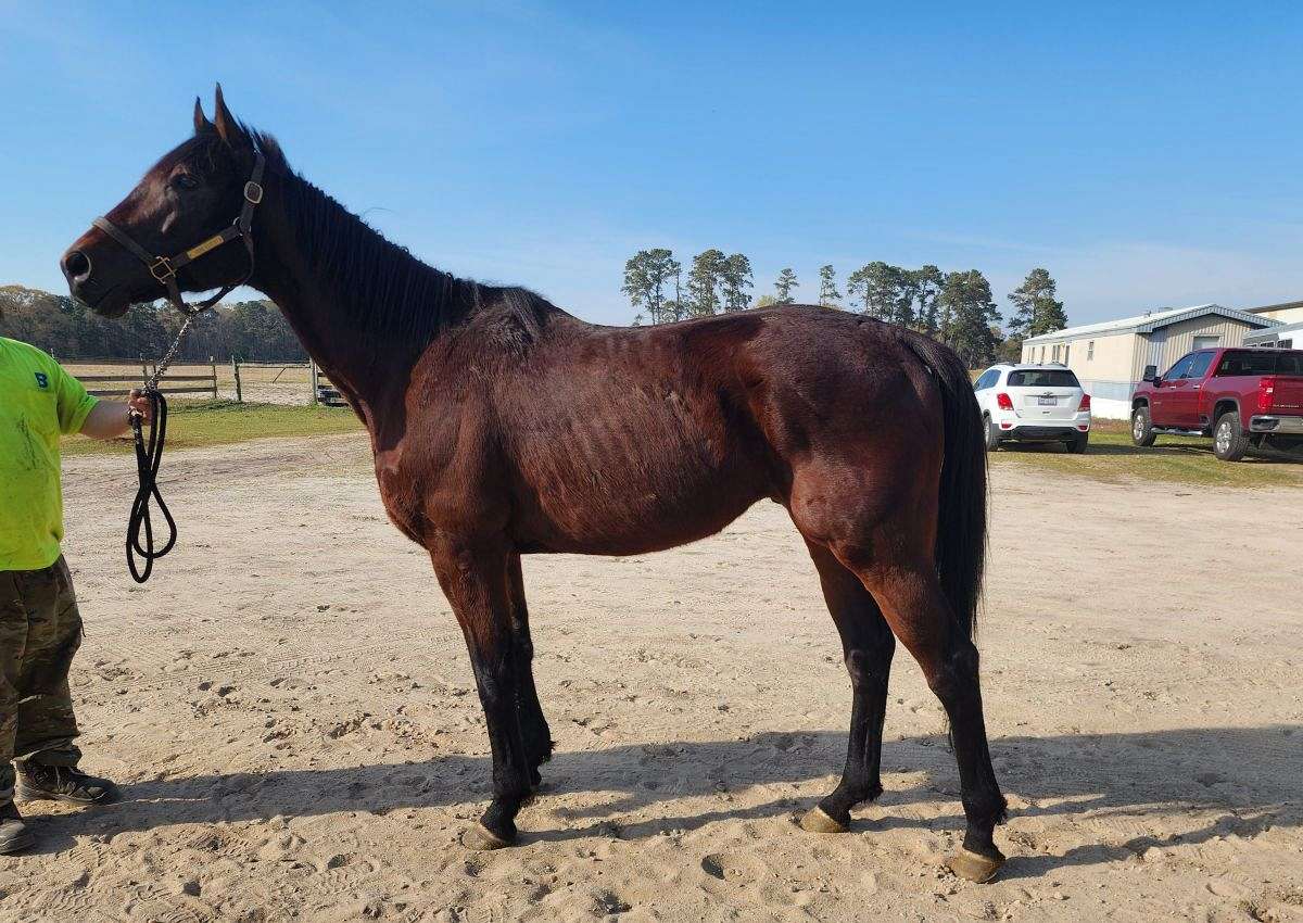 Sir Ollie- 7yo 16.2hh Gelding
