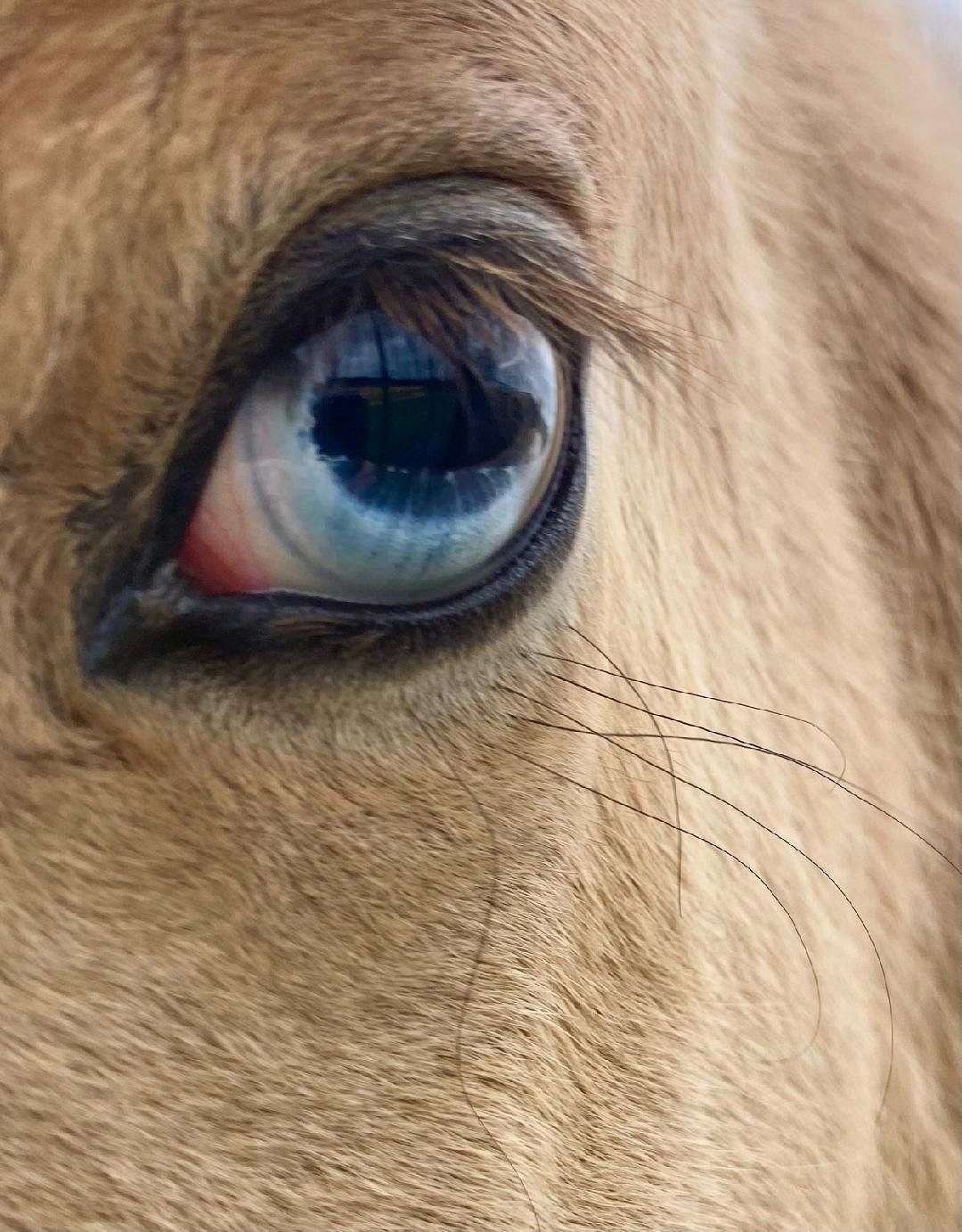 Spotted Buckskin Colt