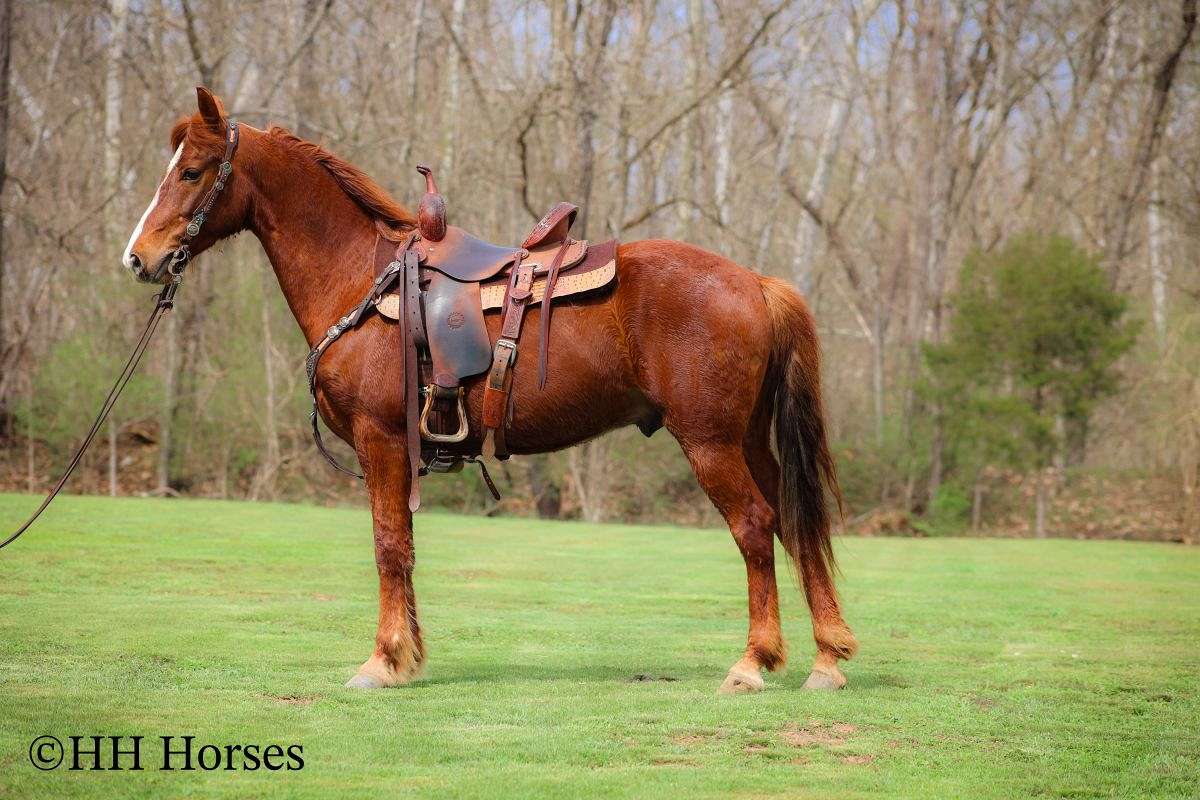 Fancy Morgan Gelding, Lots of Front End Action, Ride and Drive