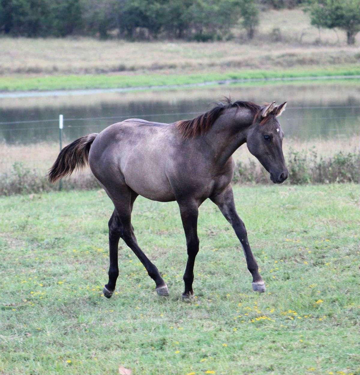Super Handsome 2025 AQHA Grulla Colt! *Sale Pending*