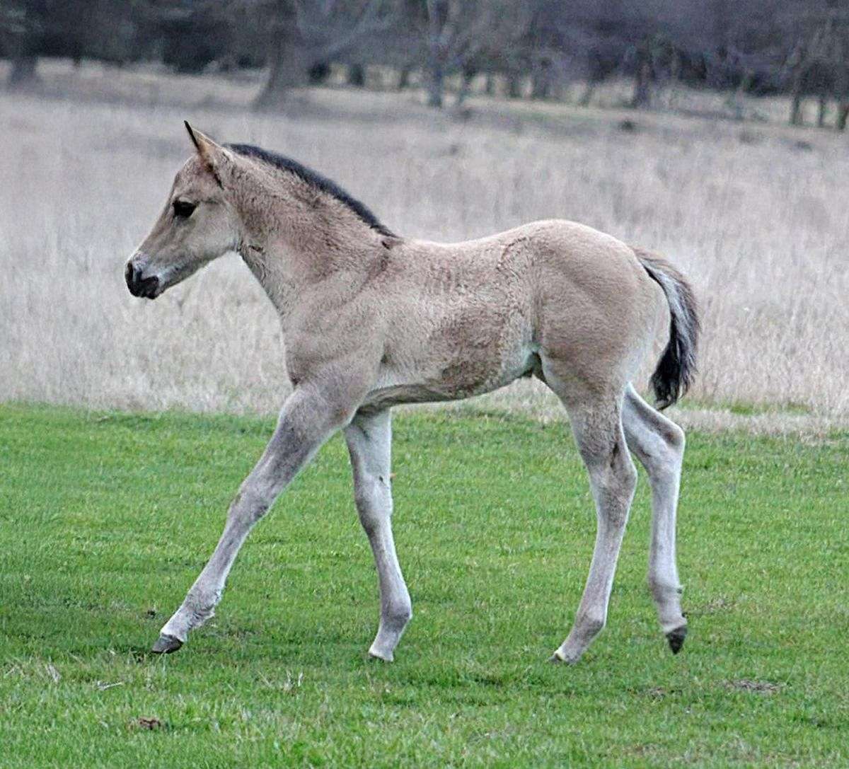 Super Handsome 2025 AQHA Grulla Colt! *Sale Pending*