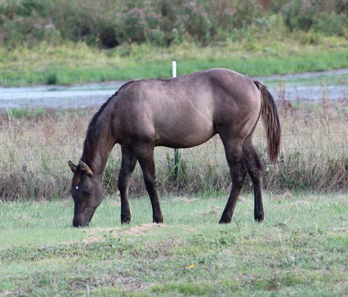 Super Handsome 2025 AQHA Grulla Colt! *Sale Pending*