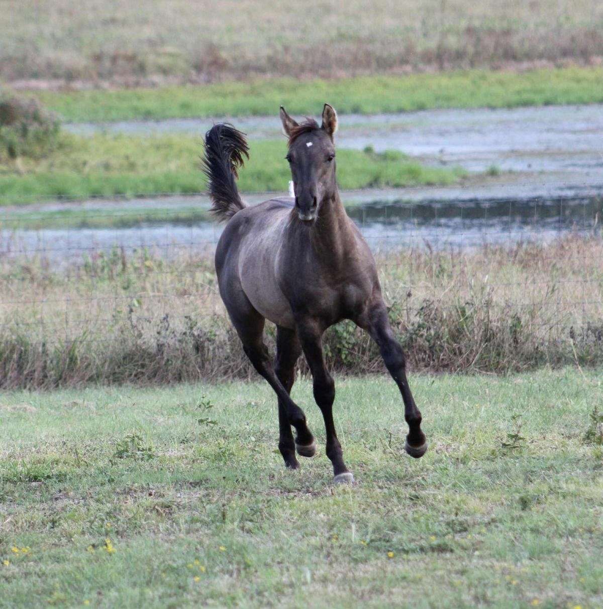 Super Handsome 2025 AQHA Grulla Colt! *Sale Pending*