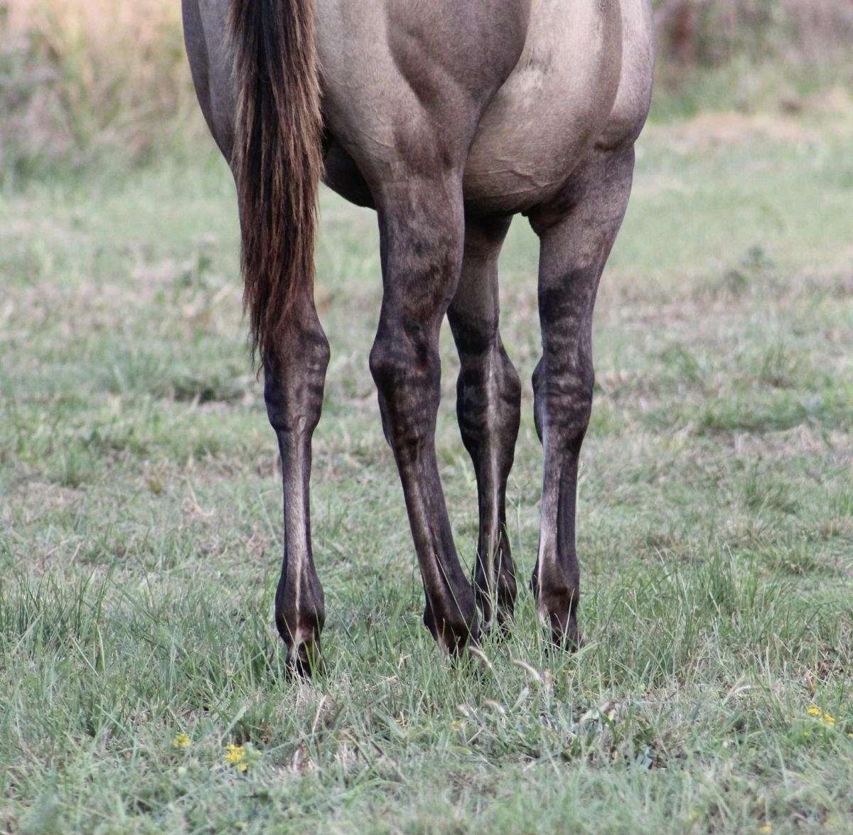 Super Handsome 2025 AQHA Grulla Colt! *Sale Pending*