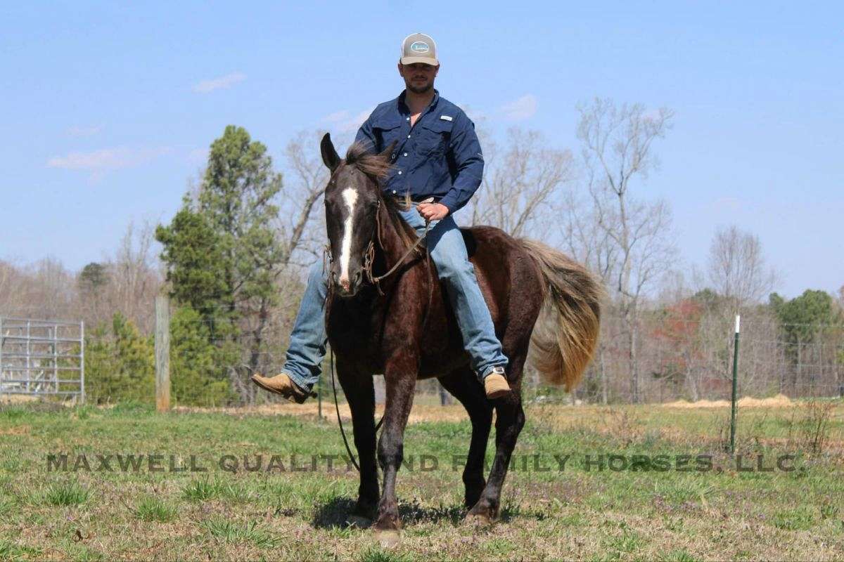 Family Safe, Ranch/Trail Horse Deluxe, Online Auction!