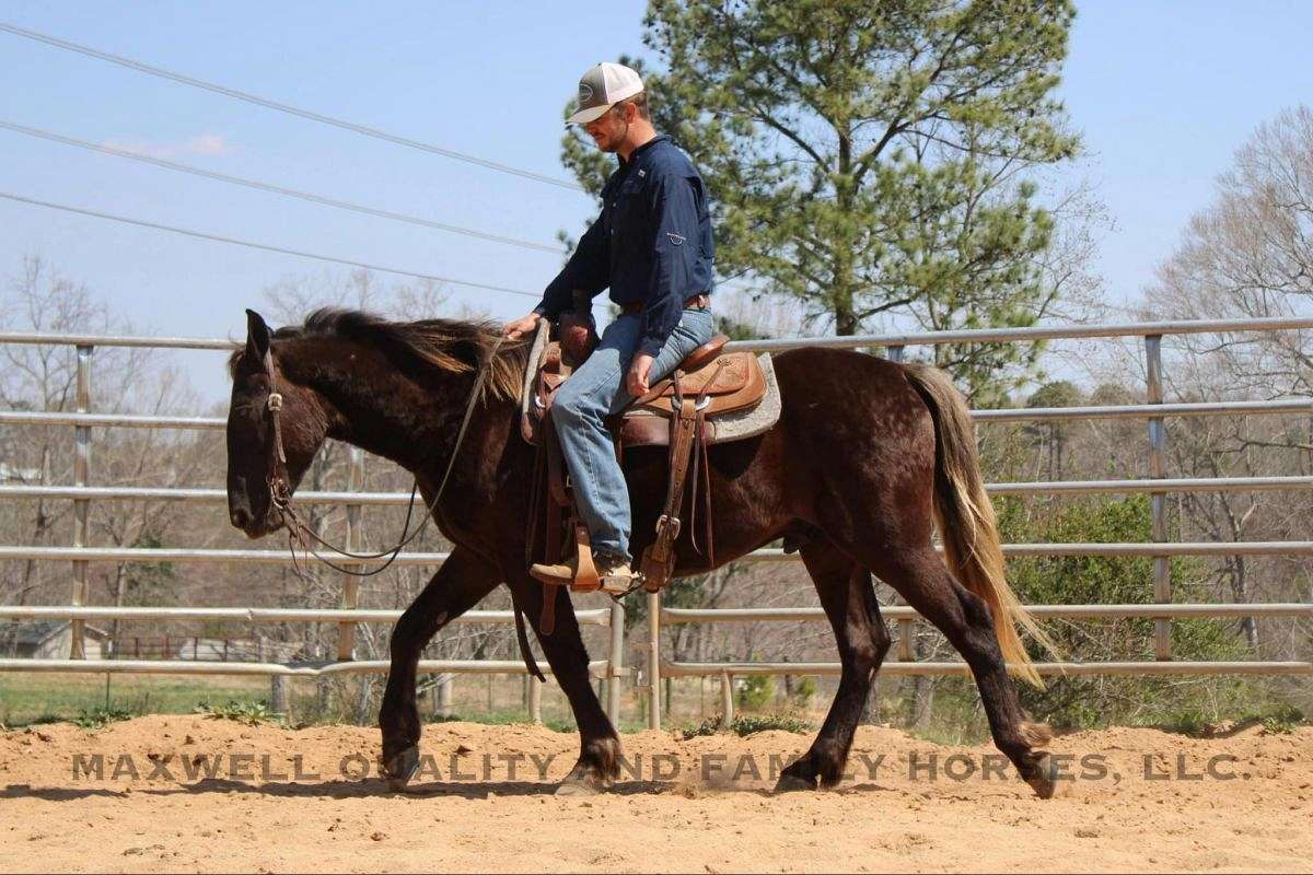 Family Safe, Ranch/Trail Horse Deluxe, Online Auction!