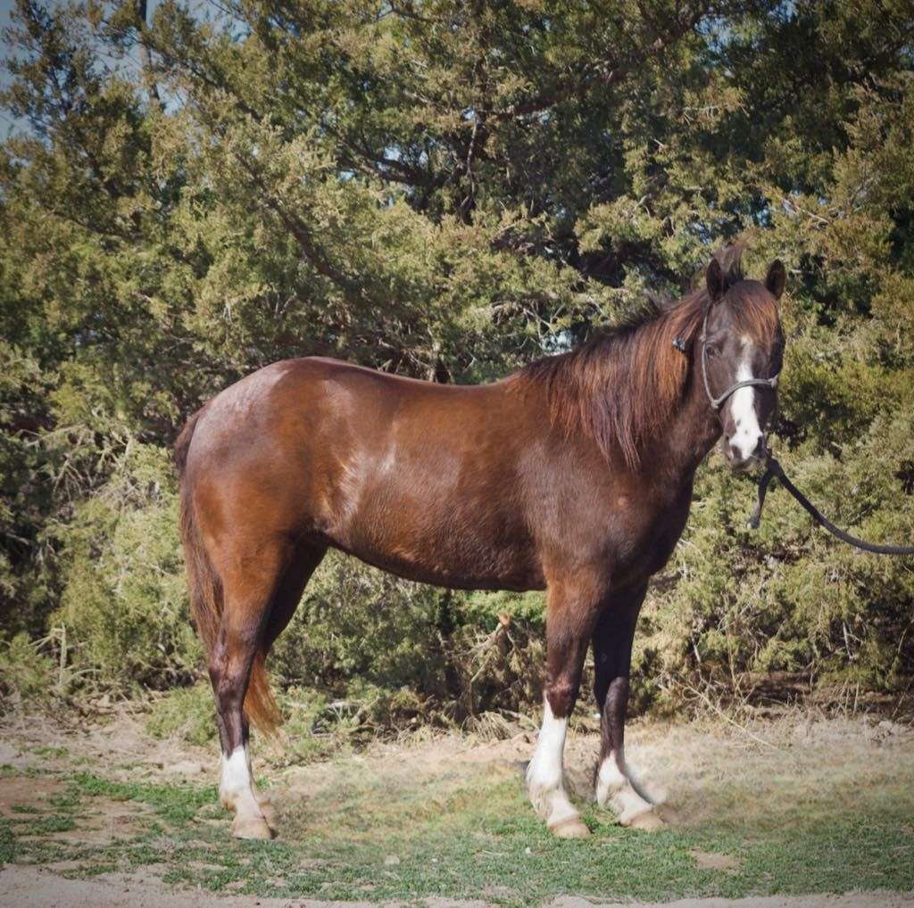 Quarter Horse, Ranch/Trail Horse, Family Safe, Pony, Online Auction!