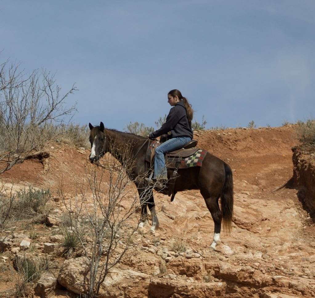 Quarter Horse, Ranch/Trail Horse, Family Safe, Pony, Online Auction!