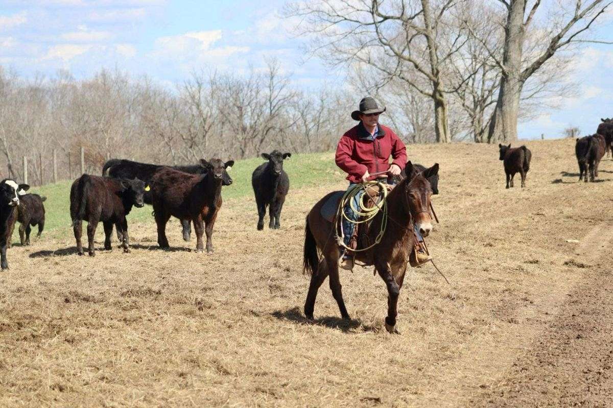 Family Safe, Ranch/Trail Horse, Mus See, Online Auction!