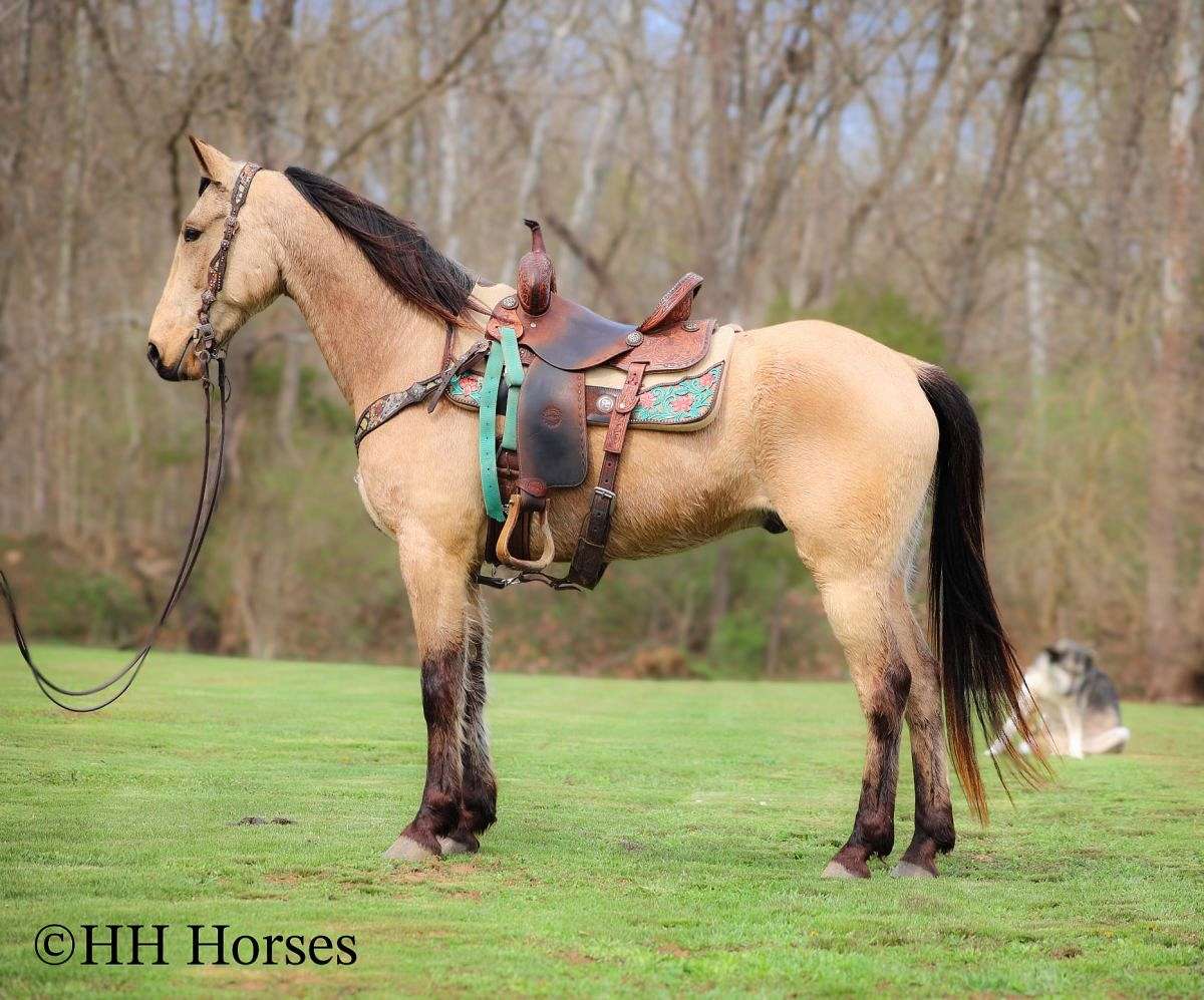 Gaited Trail Horse, Broke and Safe Must See.