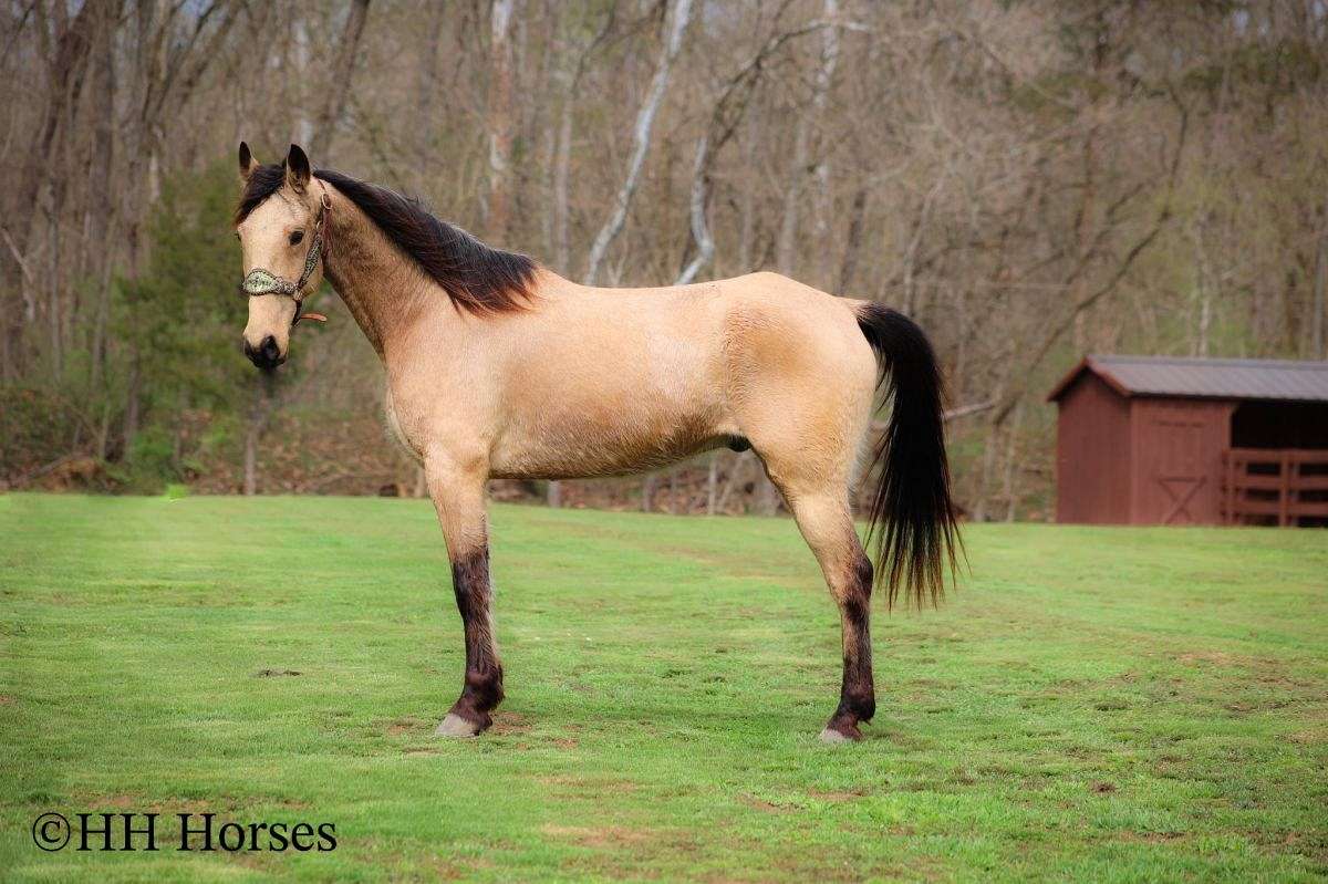 Gaited Trail Horse, Broke and Safe Must See.