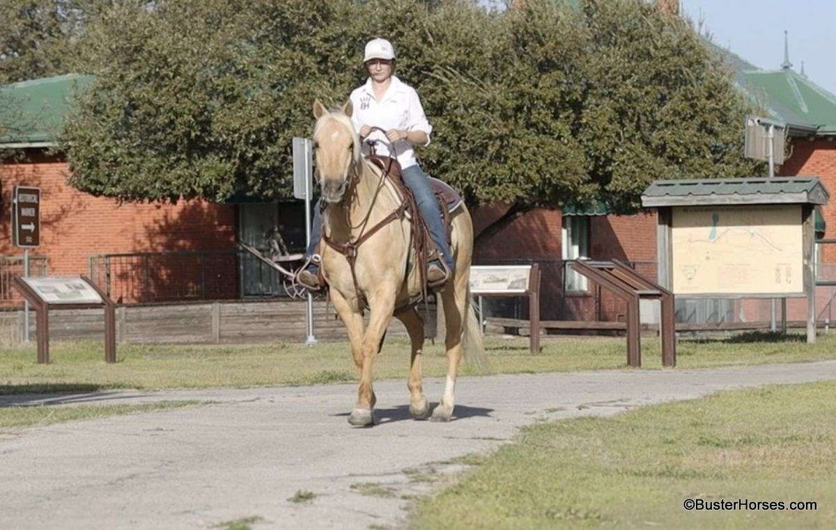 Golden Palomino, Family Safe, Ranch/Trail Horse, Online Auction!