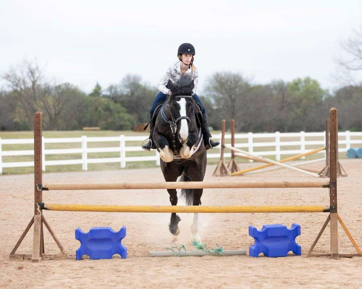 Online Auction, Family Safe, Ranch/Trail Horse, Jumper!