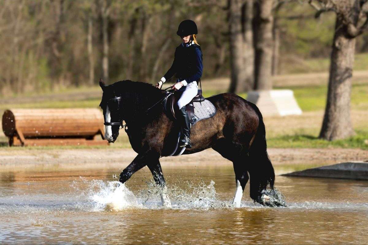 Online Auction, Family Safe, Ranch/Trail Horse, Jumper!