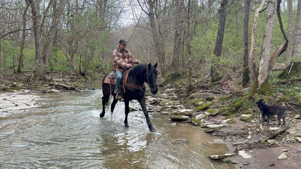 4-Beat Trail Horse Deluxe, Family Safe Online Auction!