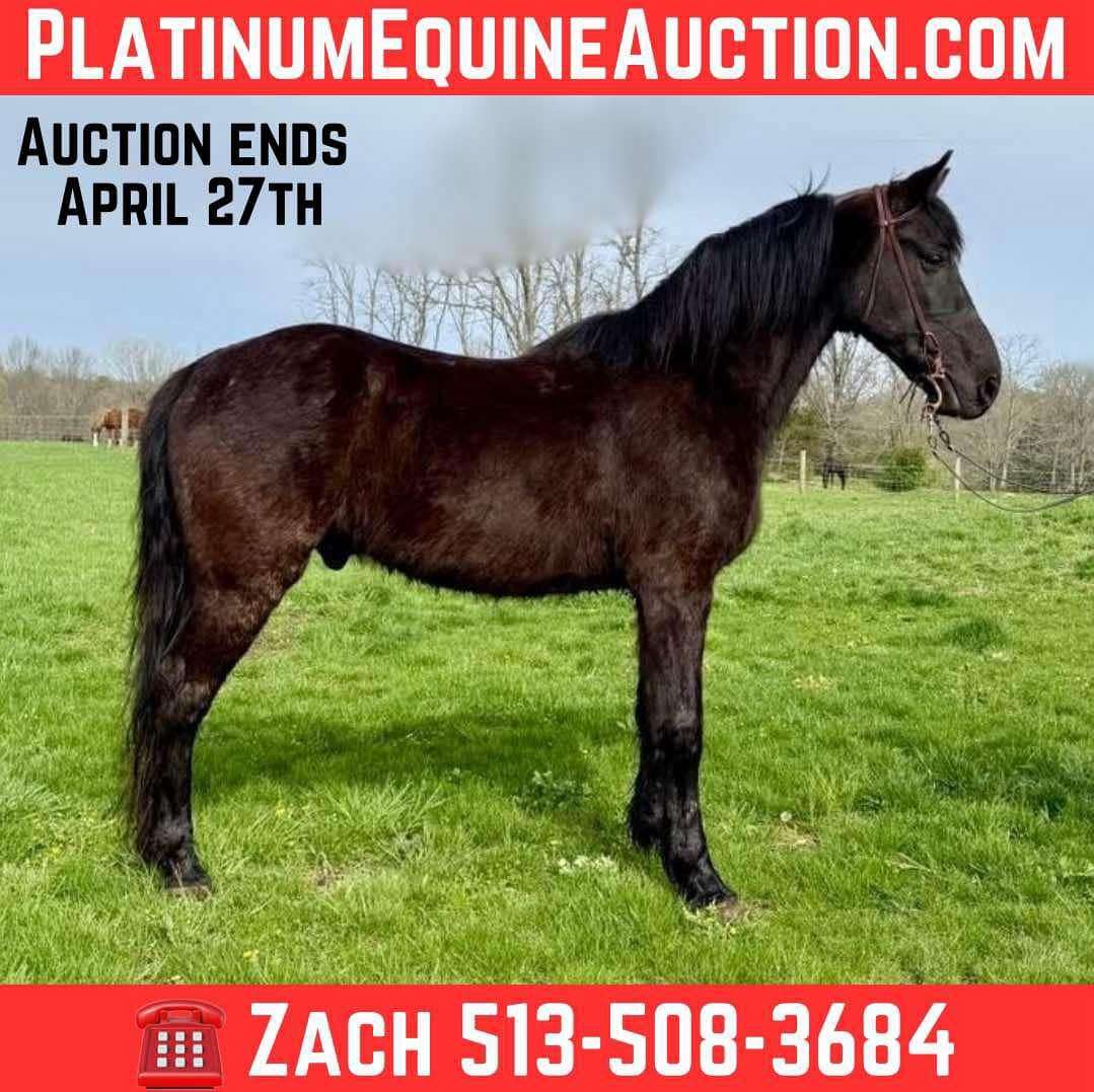 4-Beat Trail Horse Deluxe, Family Safe Online Auction!