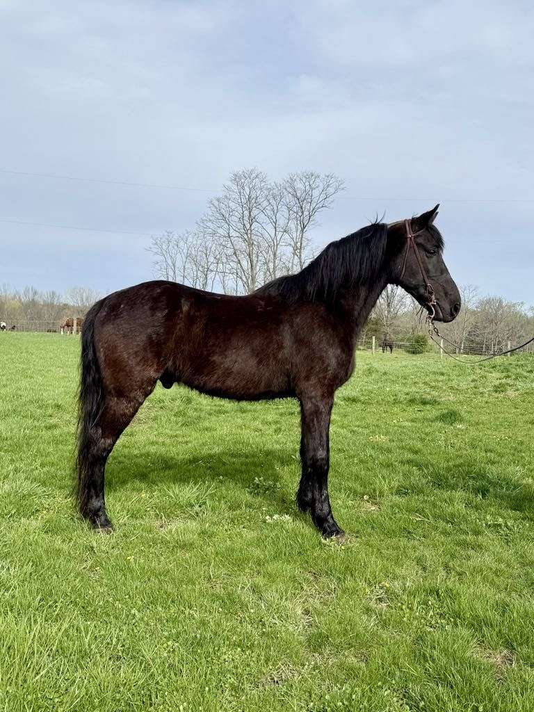 4-Beat Trail Horse Deluxe, Family Safe Online Auction!