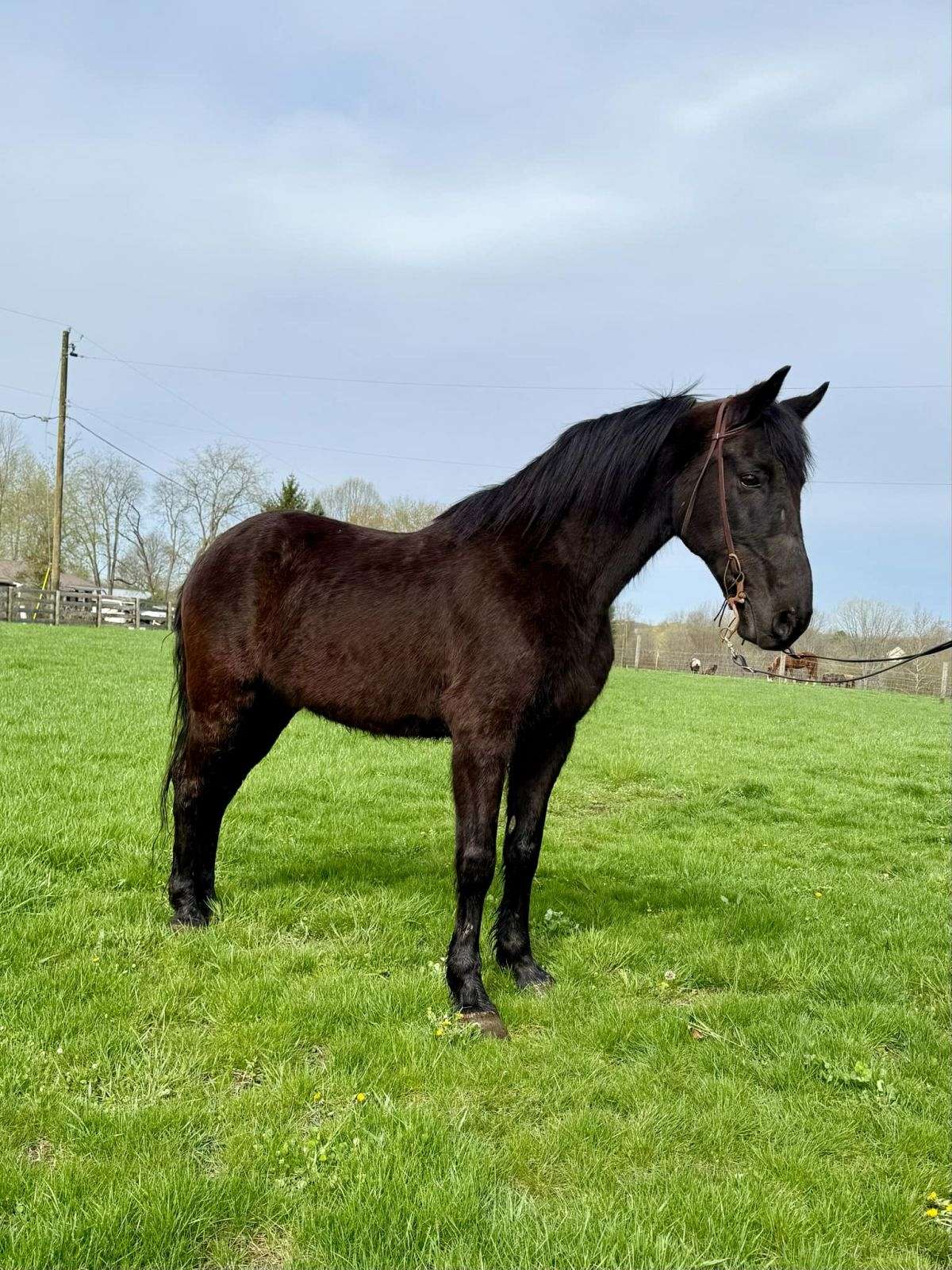 4-Beat Trail Horse Deluxe, Family Safe Online Auction!