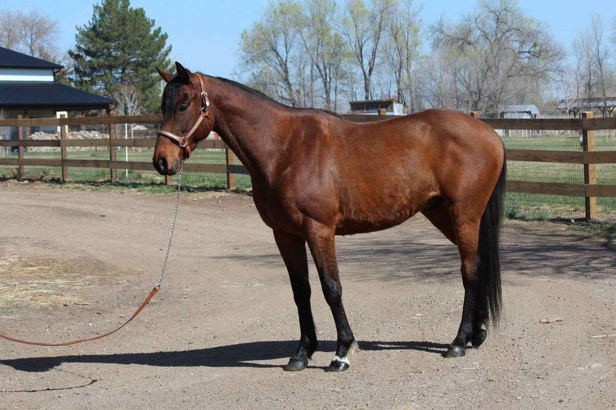 Jumps, Dressage, Ranch, Trail Horse, 100% Family Safe, Online Auction!